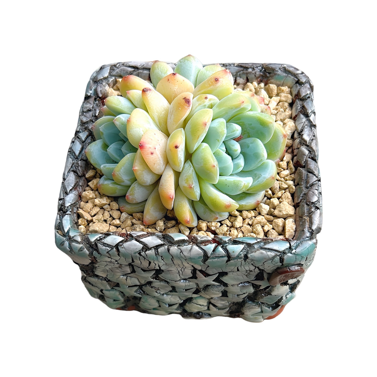Echeveria Shasha Queen Cluster – Limestone Succulents
