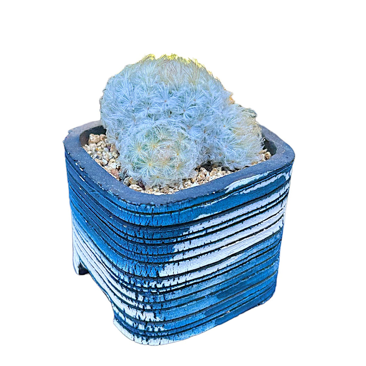 Golf Ball Cactus – Limestone Succulents