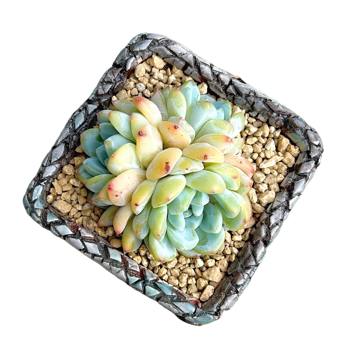 Echeveria Shasha Queen Cluster – Limestone Succulents