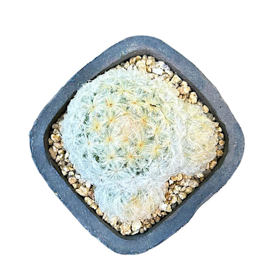 Golf Ball Cactus – Limestone Succulents