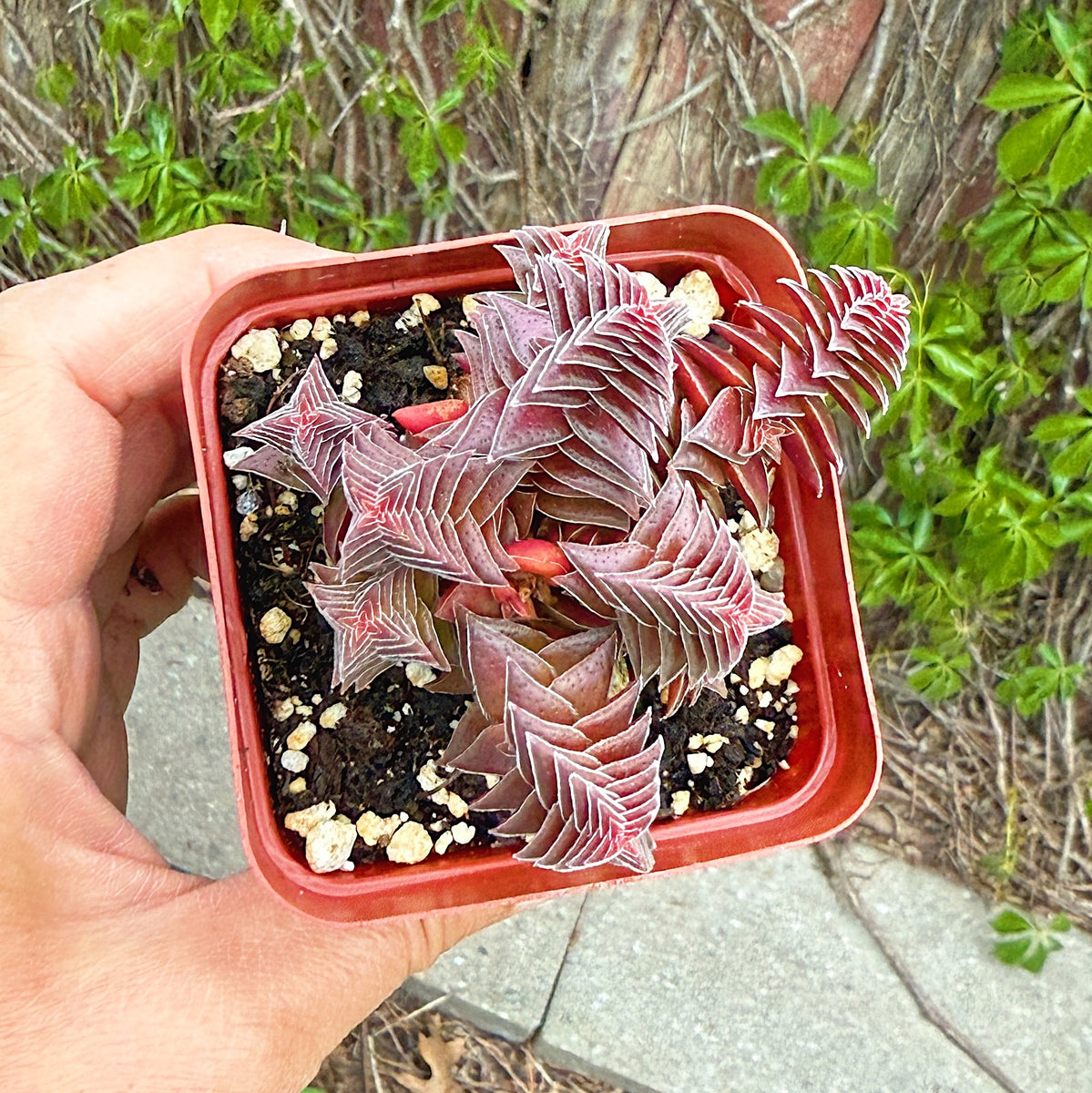 Red Pangota – Limestone Succulents