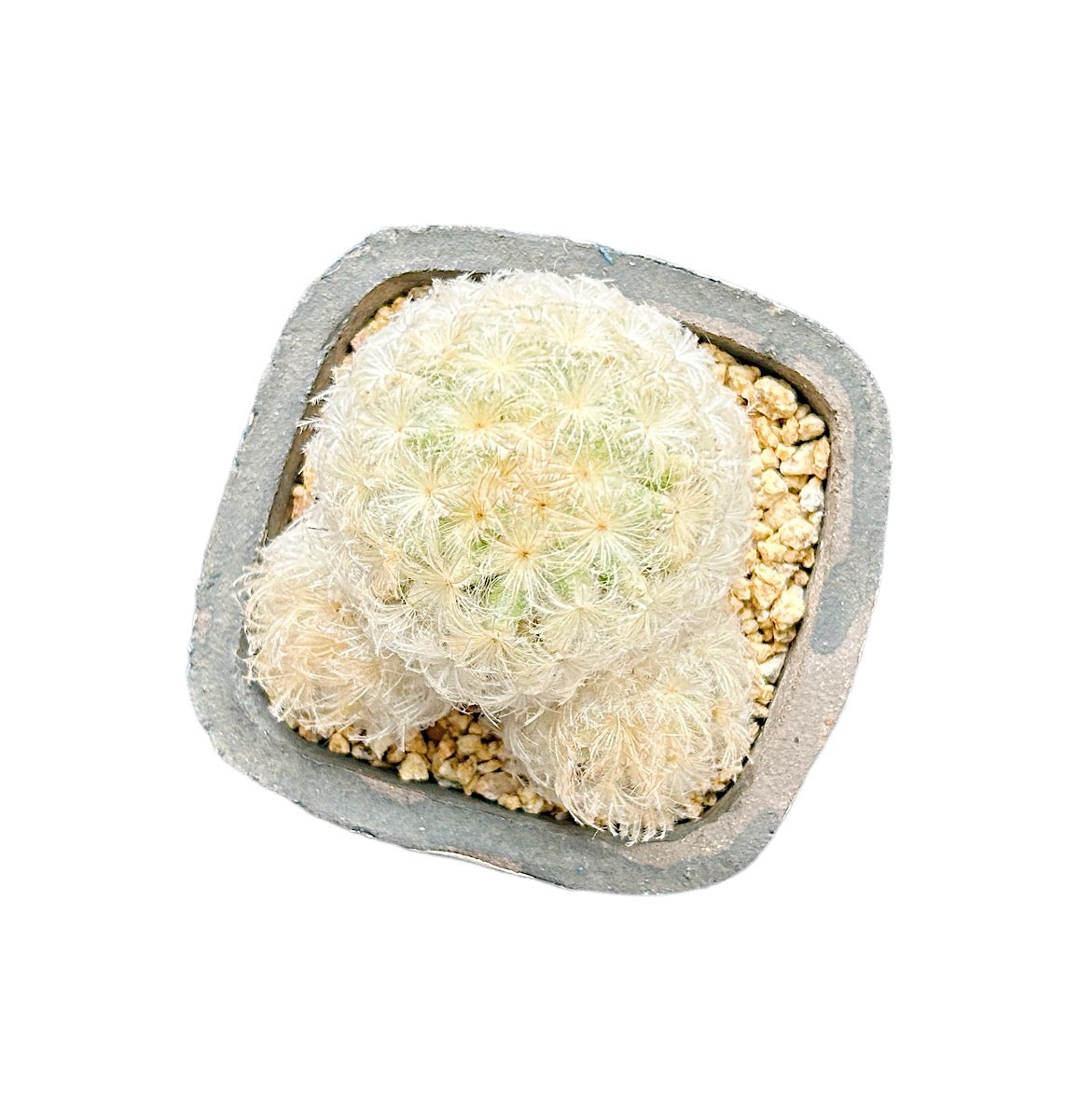 Golf Ball Cactus – Limestone Succulents