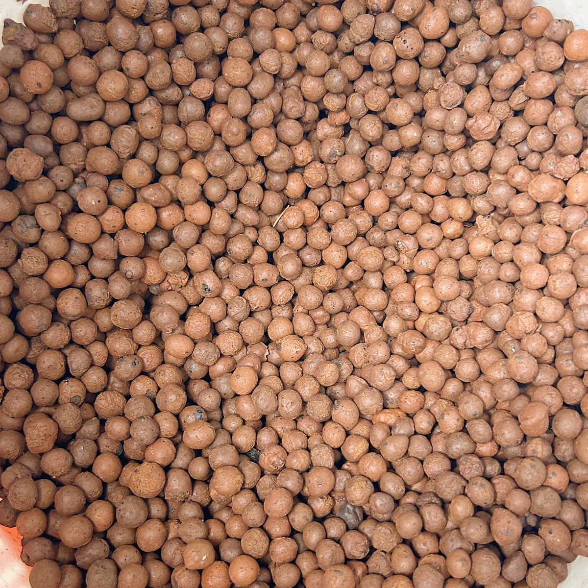 Clay Pellets (1 liter) – Limestone Succulents